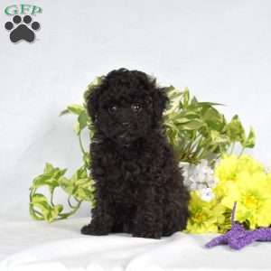Toy Poodle Puppies For Sale - Greenfield Puppies