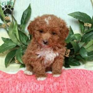 Cockapoo Puppies for Sale - Greenfield Puppies