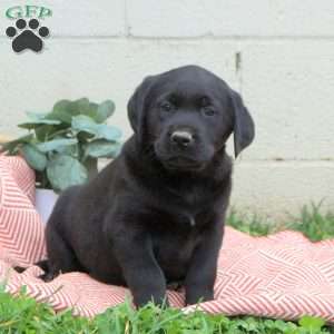 Michael Beiler - Greenfield Puppies