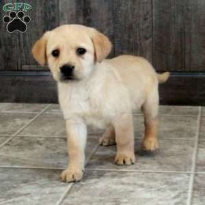 Yellow Labrador Retriever Puppies For Sale - Greenfield Puppies