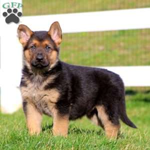 German Shepherd Puppies For Sale - Greenfield Puppies