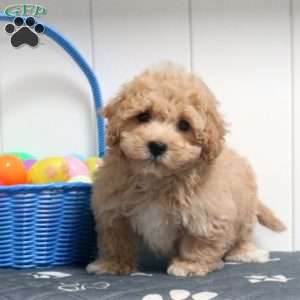 Bich-poo Puppies For Sale - Greenfield Puppies