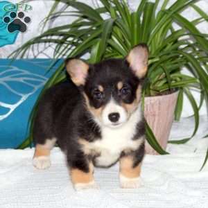 Pembroke Welsh Corgi Puppies for Sale - Greenfield Puppies