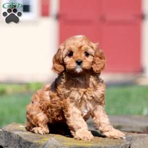 Cavapoo Puppies For Sale - Greenfield Puppies