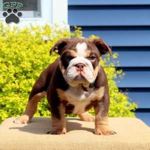 English Bulldog Puppies For Sale | Greenfield Puppies