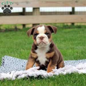 English Bulldog Puppies For Sale | Greenfield Puppies