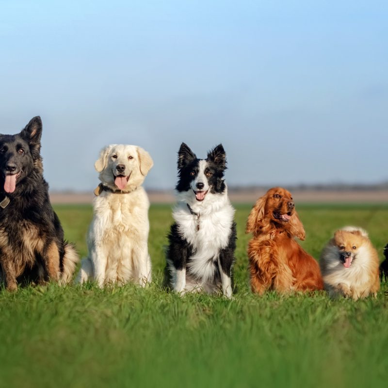 14 Common Dog Myths to Be Aware Of - Greenfield Puppies