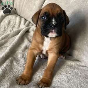 Boxer Puppies For Sale - Greenfield Puppies