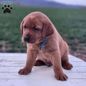 Fox Red Labrador Retriever Puppies for Sale - Greenfield Puppies