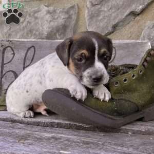 Jack Russell Terrier Puppies For Sale - Greenfield Puppies