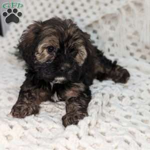 Cockapoo Puppies for Sale - Greenfield Puppies