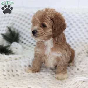Cockapoo Puppies for Sale - Greenfield Puppies