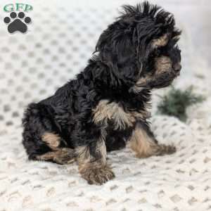 Cockapoo Puppies for Sale - Greenfield Puppies