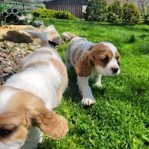 Cockalier Puppies For Sale | Greenfield Puppies