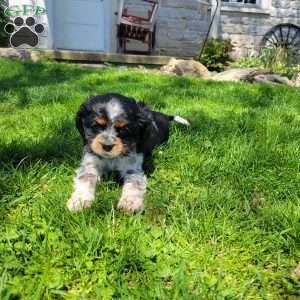 Cockalier Puppies For Sale | Greenfield Puppies