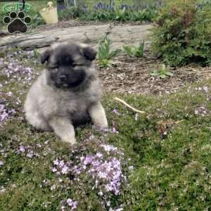 Keeshond Puppies For Sale | Greenfield Puppies