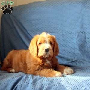 Labradoodle Puppies For Sale - Greenfield Puppies