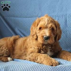 Labradoodle Puppies For Sale - Greenfield Puppies