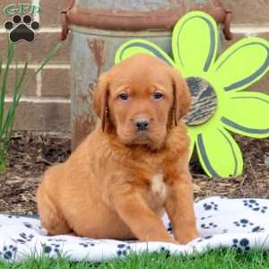 Fox Red Labrador Retriever Puppies for Sale - Greenfield Puppies