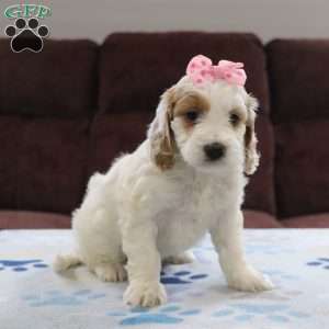 Cockapoo Puppies for Sale - Greenfield Puppies