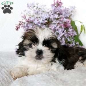 Shih Tzu Puppies For Sale - Greenfield Puppies