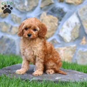 Popular Puppies - See Popular Puppies for Sale | Greenfield Puppies