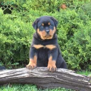 Rottweiler Puppies For Sale - Greenfield Puppies