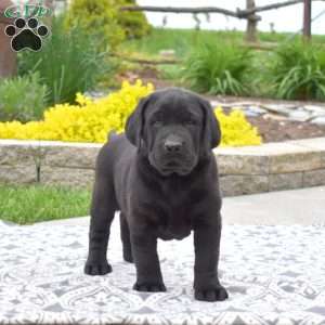 Champion Breeds | Puppies of Champions | Greenfield Puppies