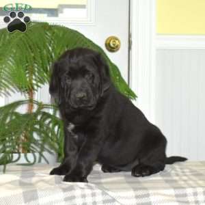 Black Labrador Retriever Puppies For Sale - Greenfield Puppies