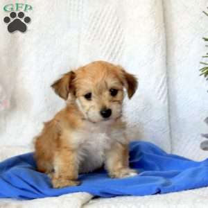 Bichon Mix Puppies For Sale | Greenfield Puppies