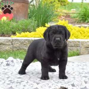 Black Labrador Retriever Puppies For Sale - Greenfield Puppies