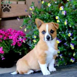 Welsh Corgi Mix Puppies For Sale | Greenfield Puppies
