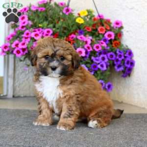 Shih-Poo Puppies For Sale - Greenfield Puppies