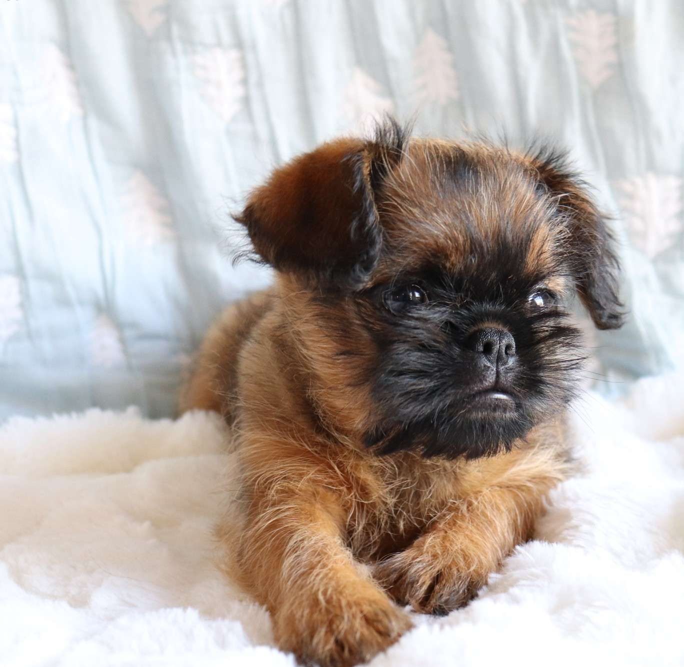 Brussels Griffon Is A Mixed Breed