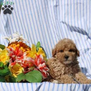 Toy Poodle Puppies For Sale - Greenfield Puppies