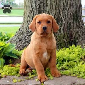 Fox Red Labrador Retriever Puppies for Sale - Greenfield Puppies