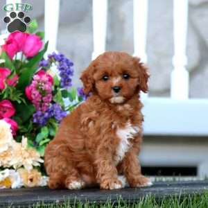 Cavapoo Puppies For Sale - Greenfield Puppies