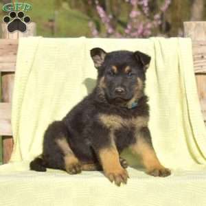 German Shepherd Puppies For Sale - Greenfield Puppies