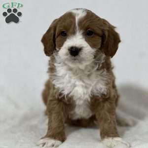 Cavapoo Puppies For Sale - Greenfield Puppies