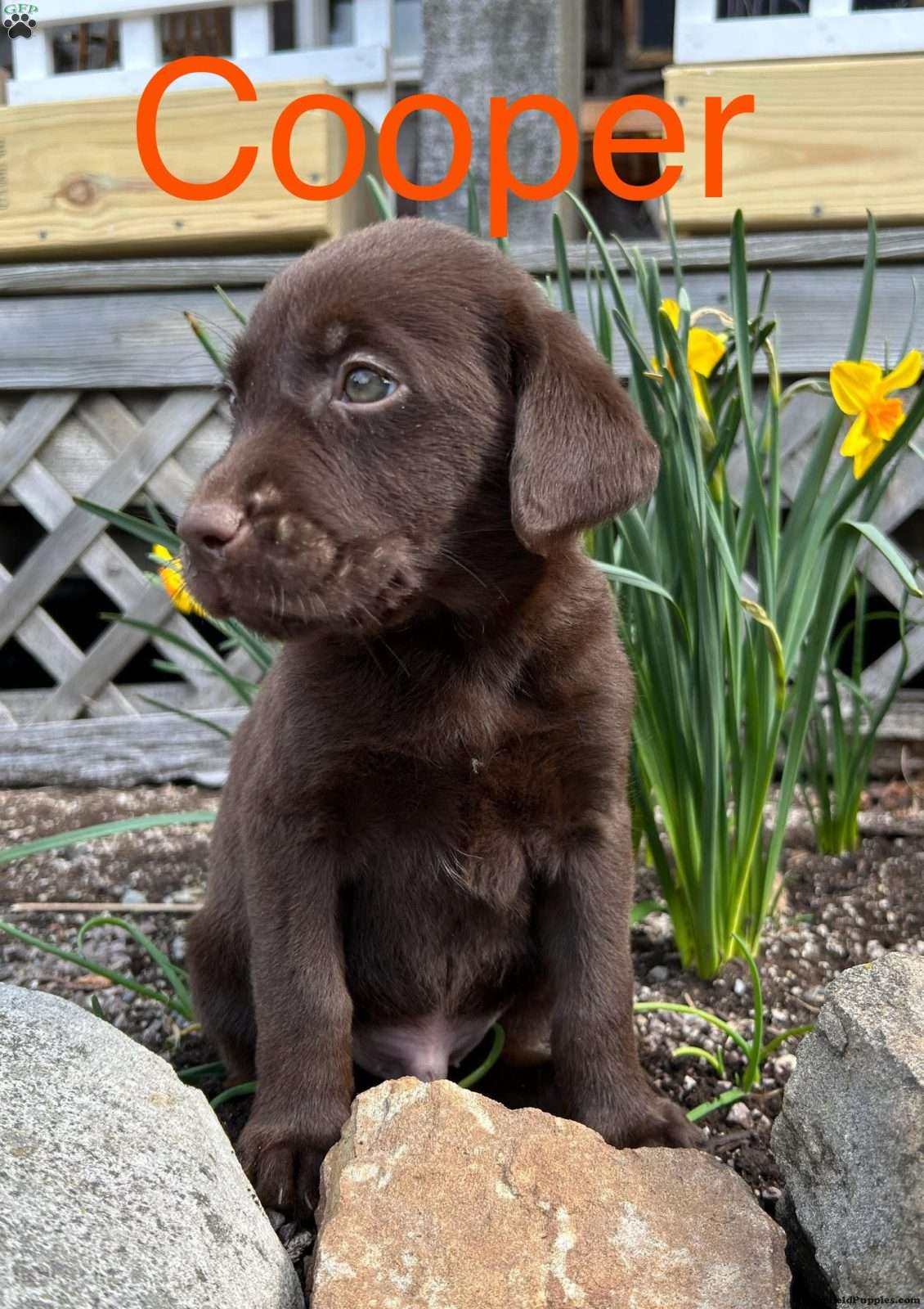 Cooper - Chocolate Labrador Retriever Puppy For Sale in Pennsylvania
