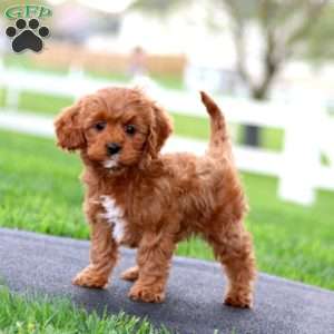 Cavapoo Puppies For Sale - Greenfield Puppies