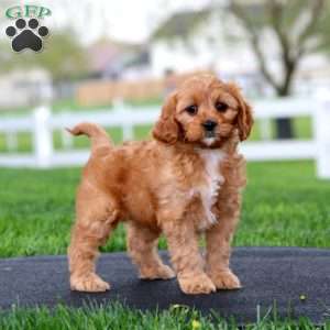 Popular Puppies - See Popular Puppies for Sale | Greenfield Puppies