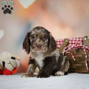 Cocker Spaniel Puppies For Sale - Greenfield Puppies