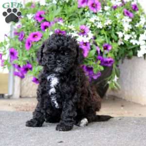 Shih-Poo Puppies For Sale - Greenfield Puppies