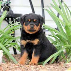 Rottweiler Puppies For Sale - Greenfield Puppies