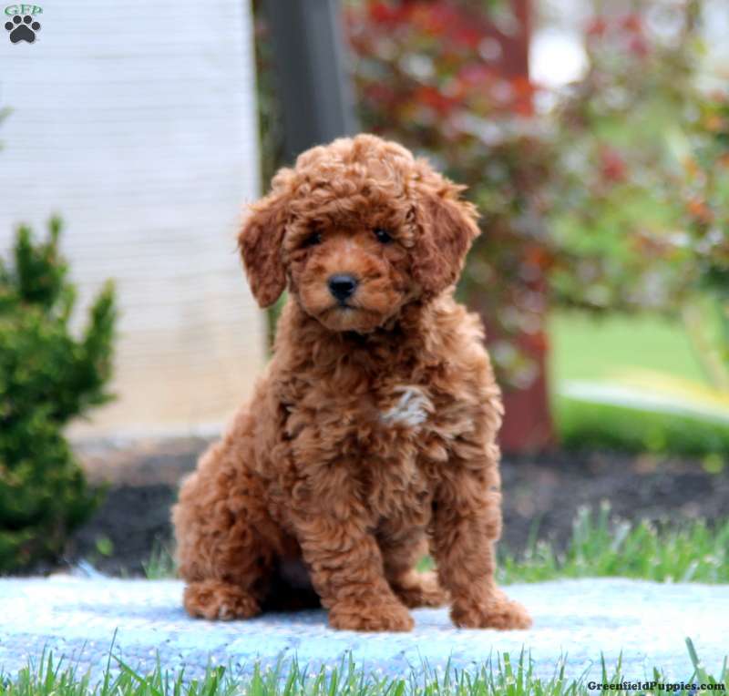 Elsa - Miniature Poodle Puppy For Sale in Pennsylvania