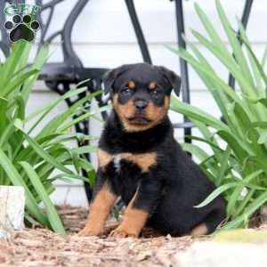 Rottweiler Puppies For Sale - Greenfield Puppies