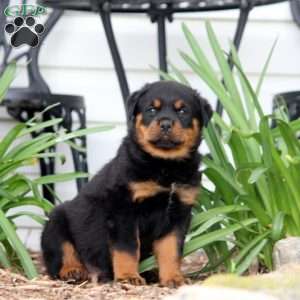 Rottweiler Puppies For Sale - Greenfield Puppies