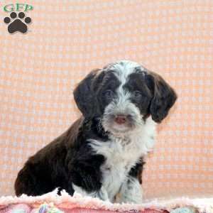 Springerdoodle Puppies for Sale | Greenfield Puppies