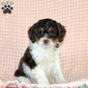 Springerdoodle Puppies for Sale | Greenfield Puppies